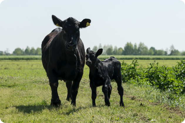 Pantano Blog • Pantano Carni - Il mondo della carne bovina di qualità