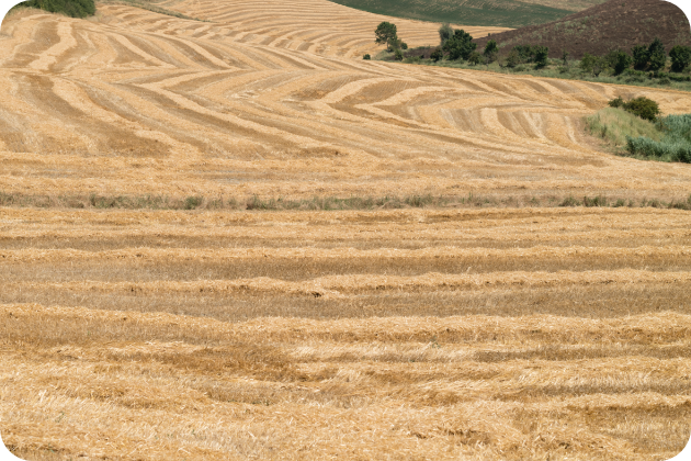Filiera • Pantano Carni