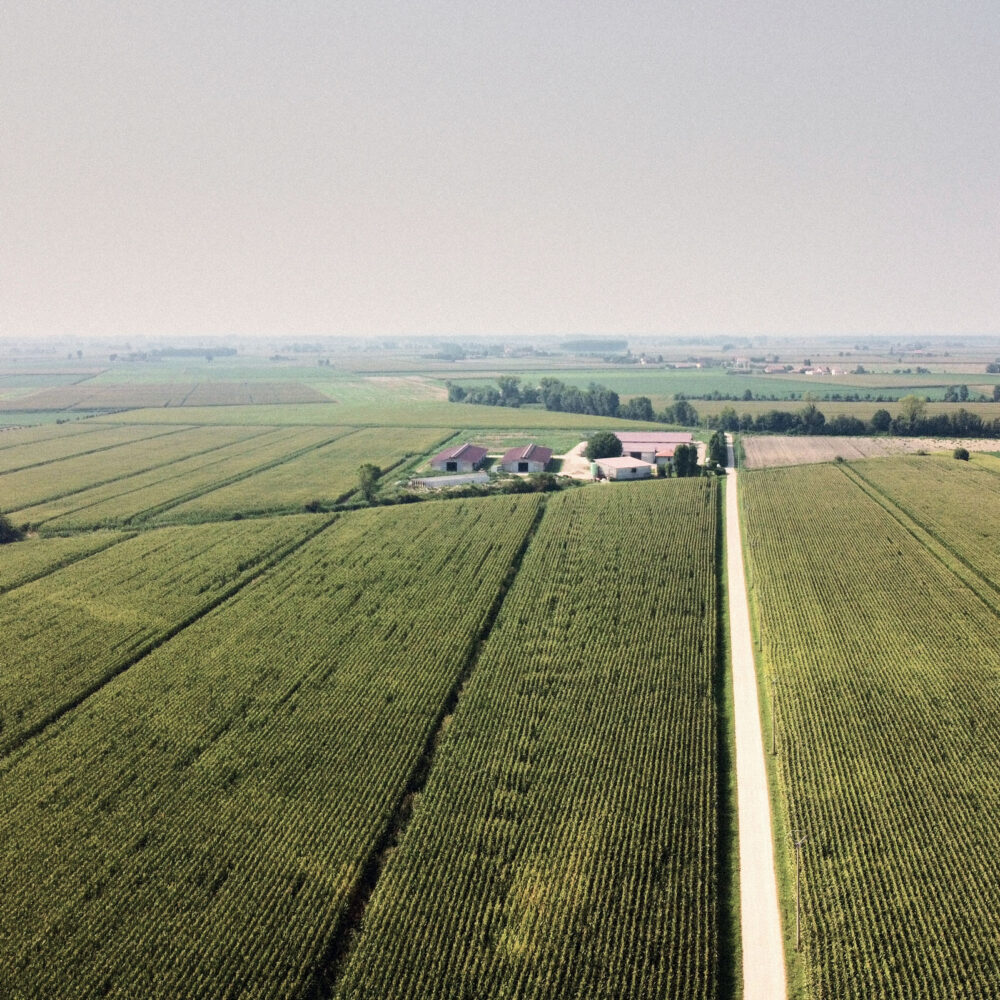 Pantano Carni - Carne Bovina di alta qualità da FiIiera Totale